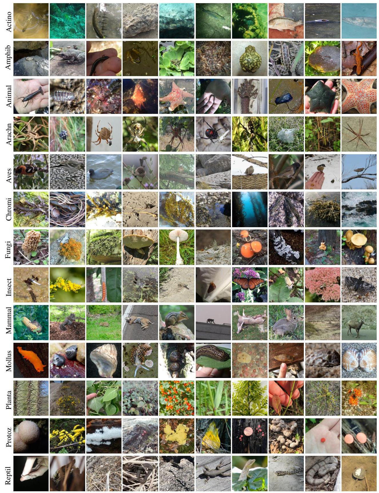 The iNaturalist Species Classification and Detection Dataset | alphaXiv