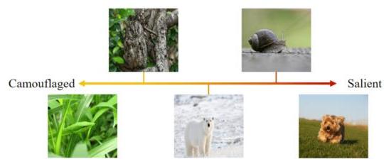 Uncertainty-aware Joint Salient Object and Camouflaged Object Detection ...