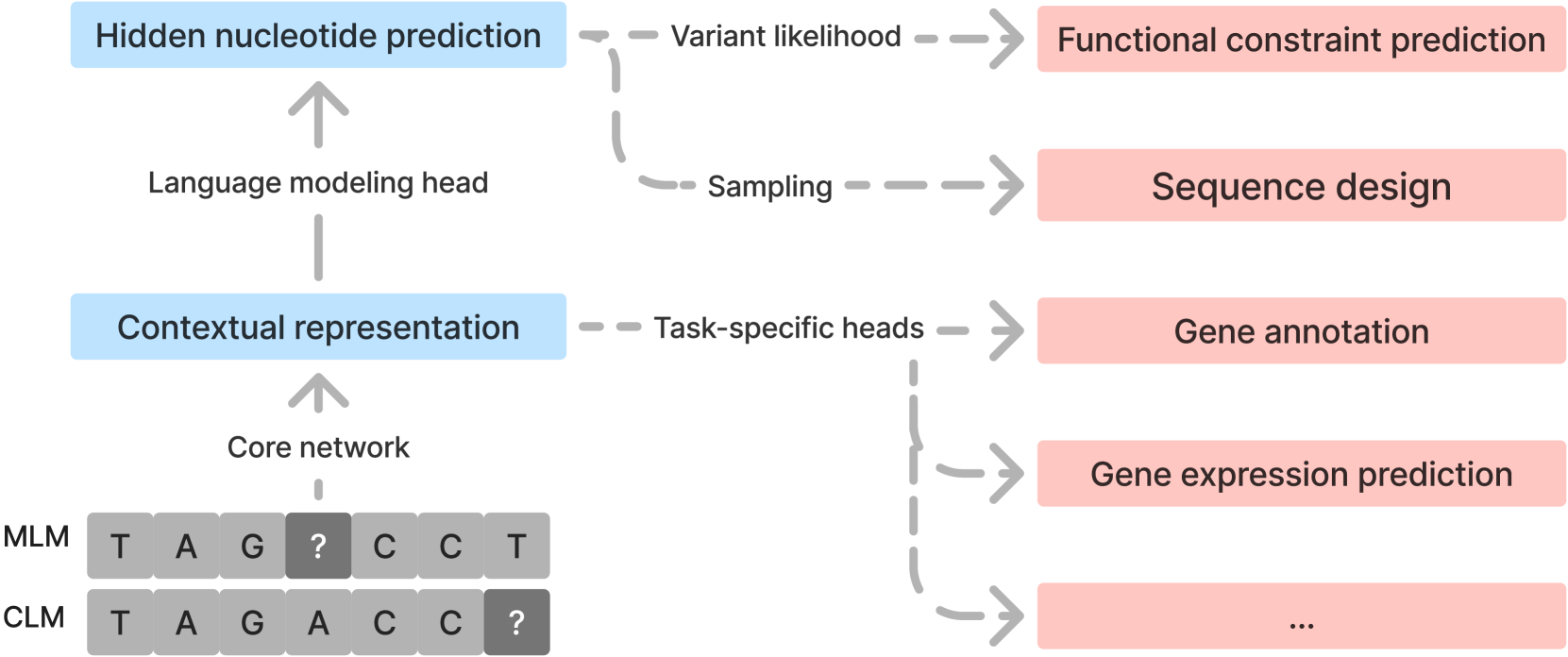 Genomic Language Models: Opportunities and Challenges | alphaXiv