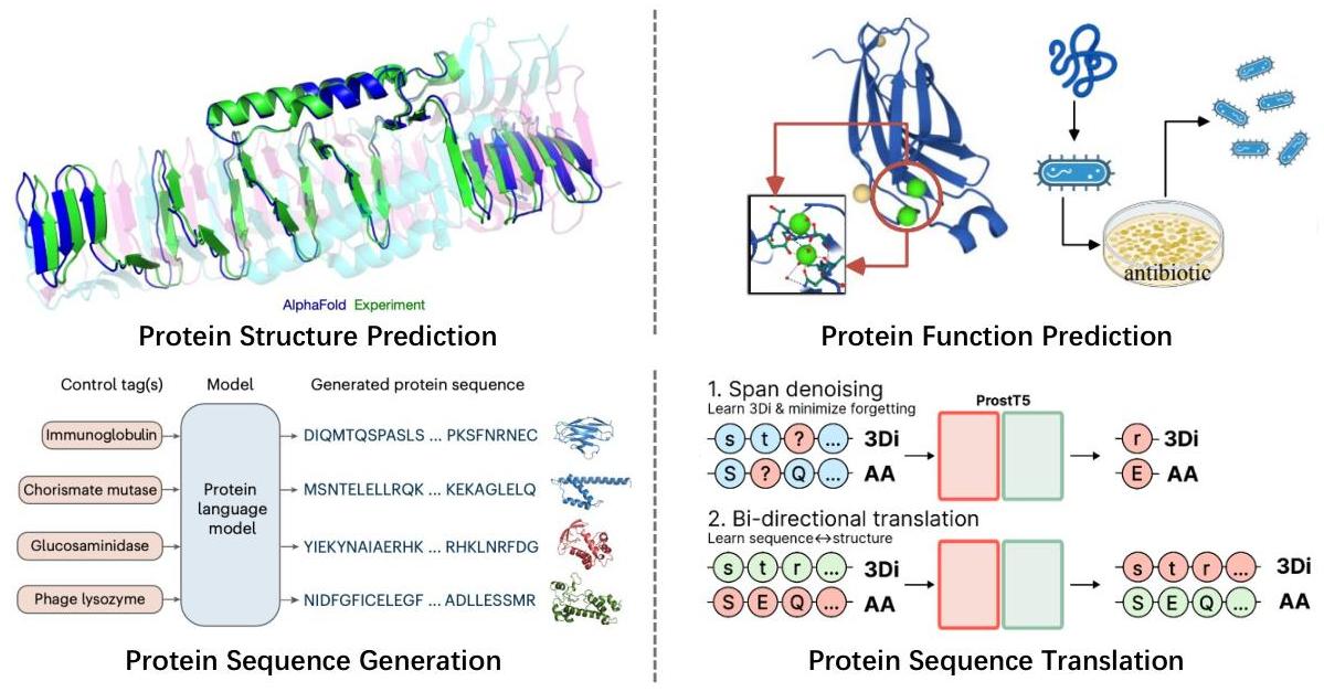 Protein Large Language Models: A Comprehensive Survey | alphaXiv