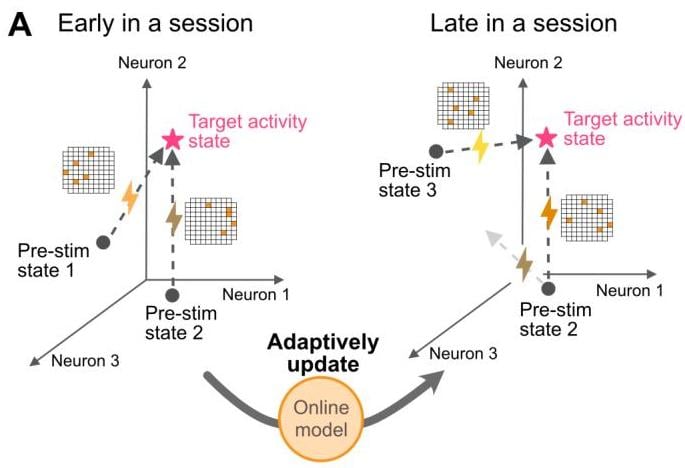 OMiSO: Adaptive optimization of state-dependent brain stimulation to ...