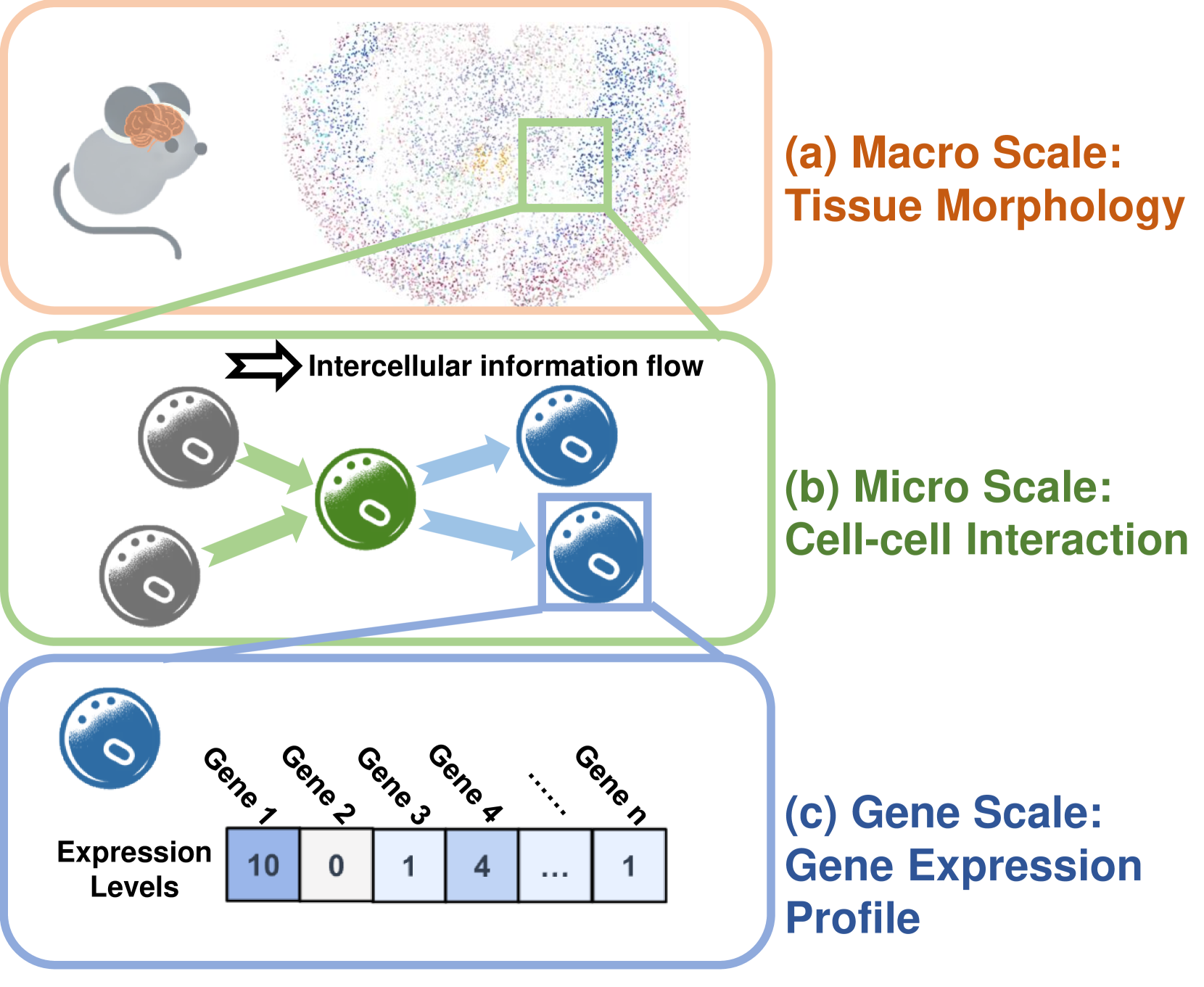 SToFM: a Multi-scale Foundation Model for Spatial Transcriptomics ...