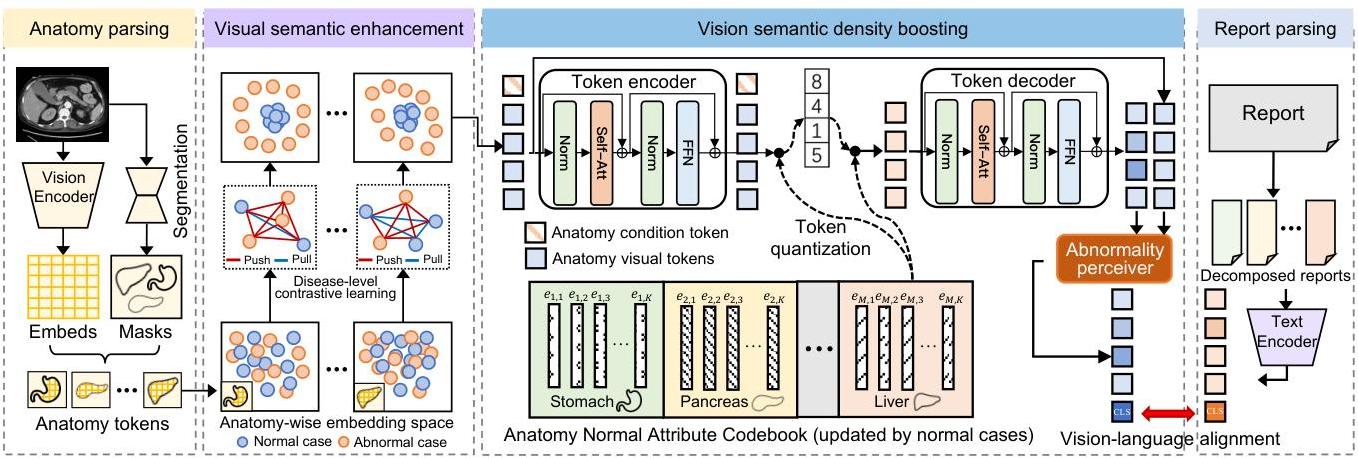 Boosting Vision Semantic Density with Anatomy Normality Modeling for ...
