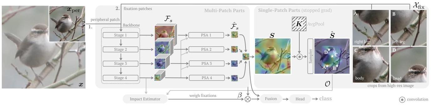 Saccadic Vision for Fine-Grained Visual Classification | alphaXiv