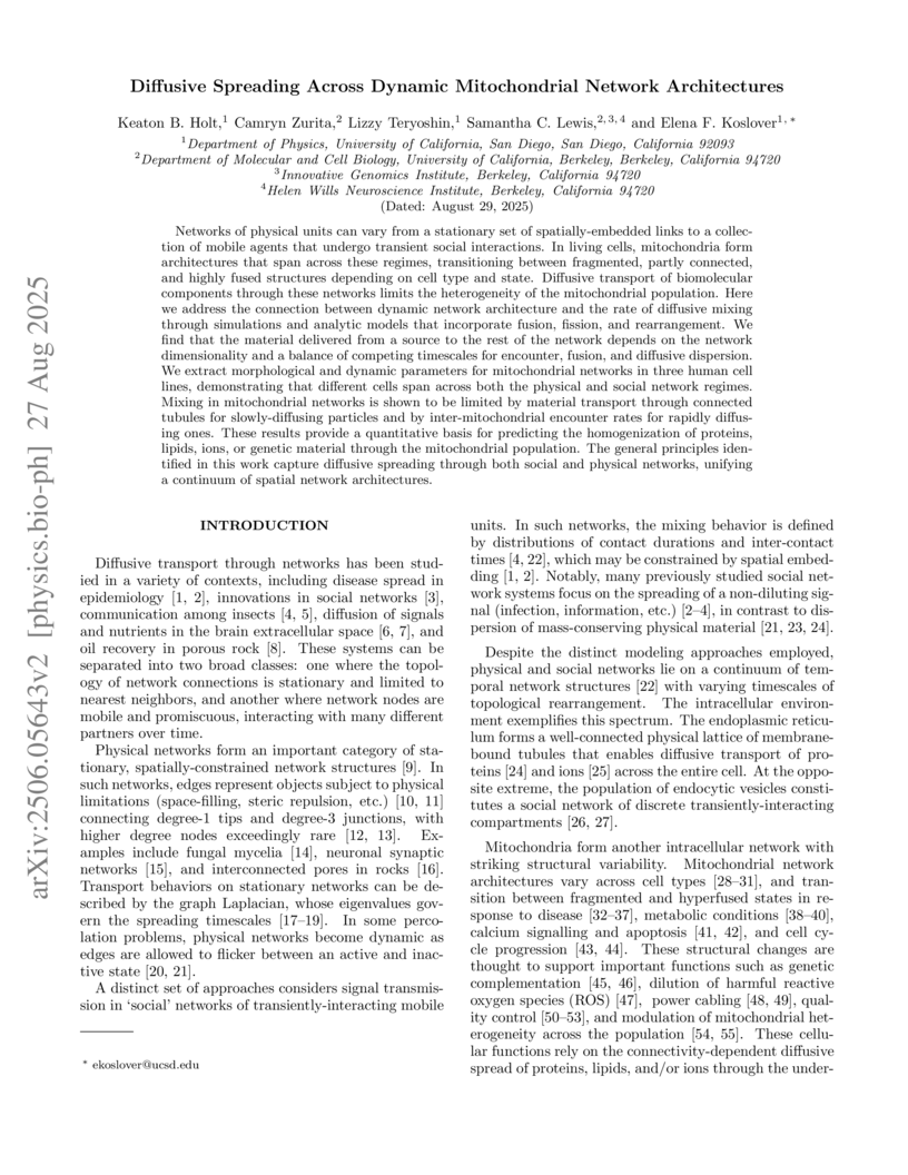 Diffusive Spreading Across Dynamic Mitochondrial Network Architectures | alphaXiv